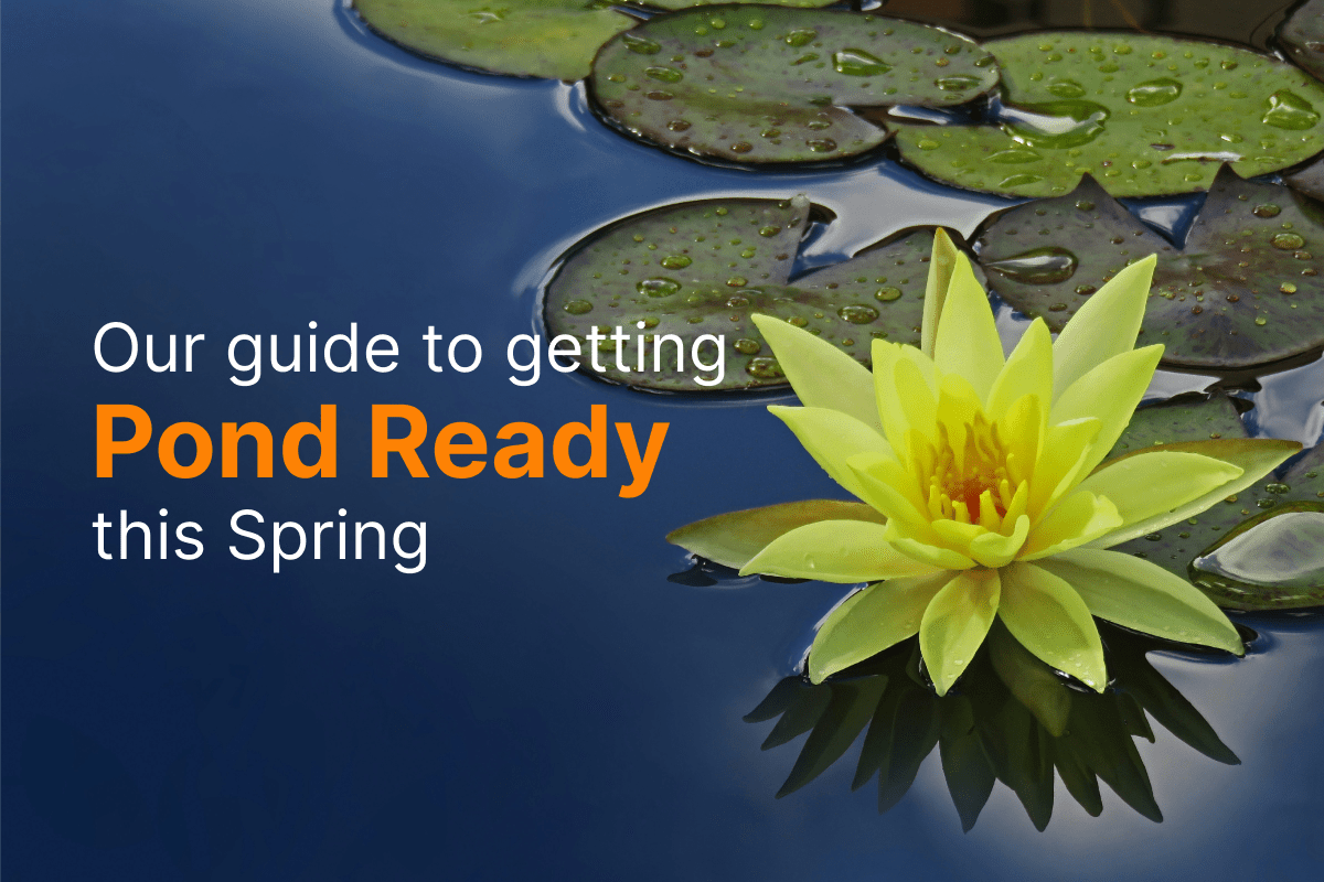 How to Prepare Your Pond and Fish for a Stunning Summer