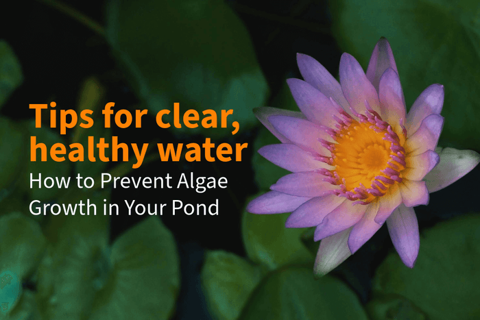 How to Prevent Algae Growth in Your Pond: Tips for Clear, Healthy Wate
