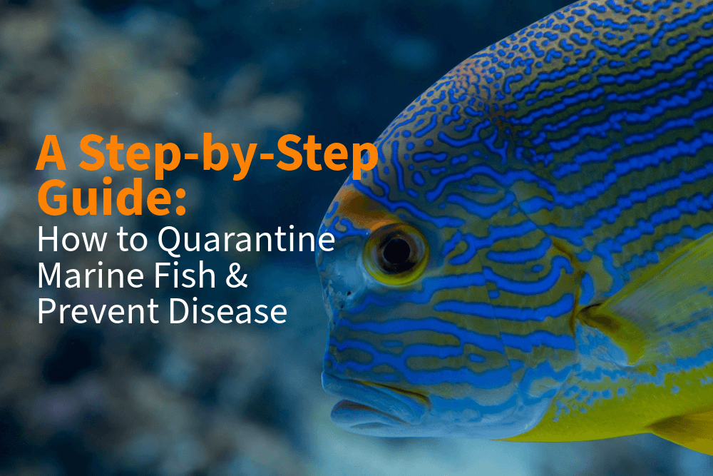 How to Quarantine Marine Fish and Prevent Disease: A Step-by-Step Guid