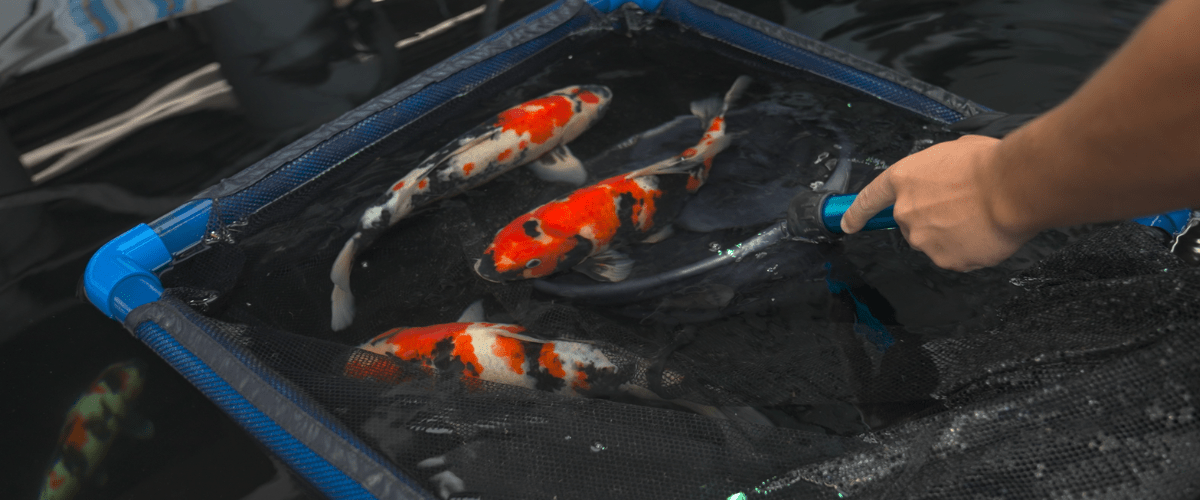 Our Koi Department